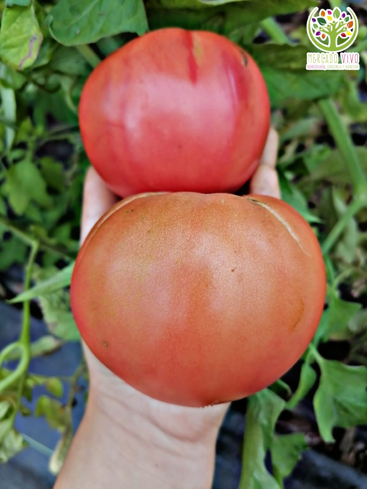 Tomate rojo grande - Mercado Vivo