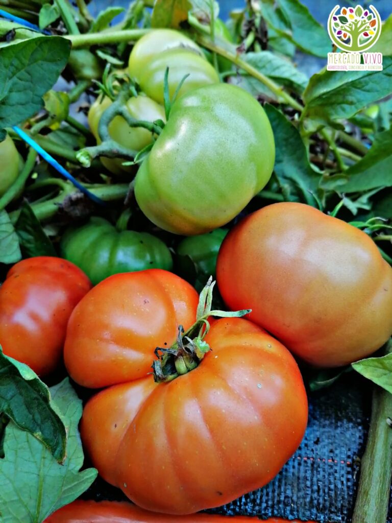 Tomate Super Marmande - Mercado Vivo