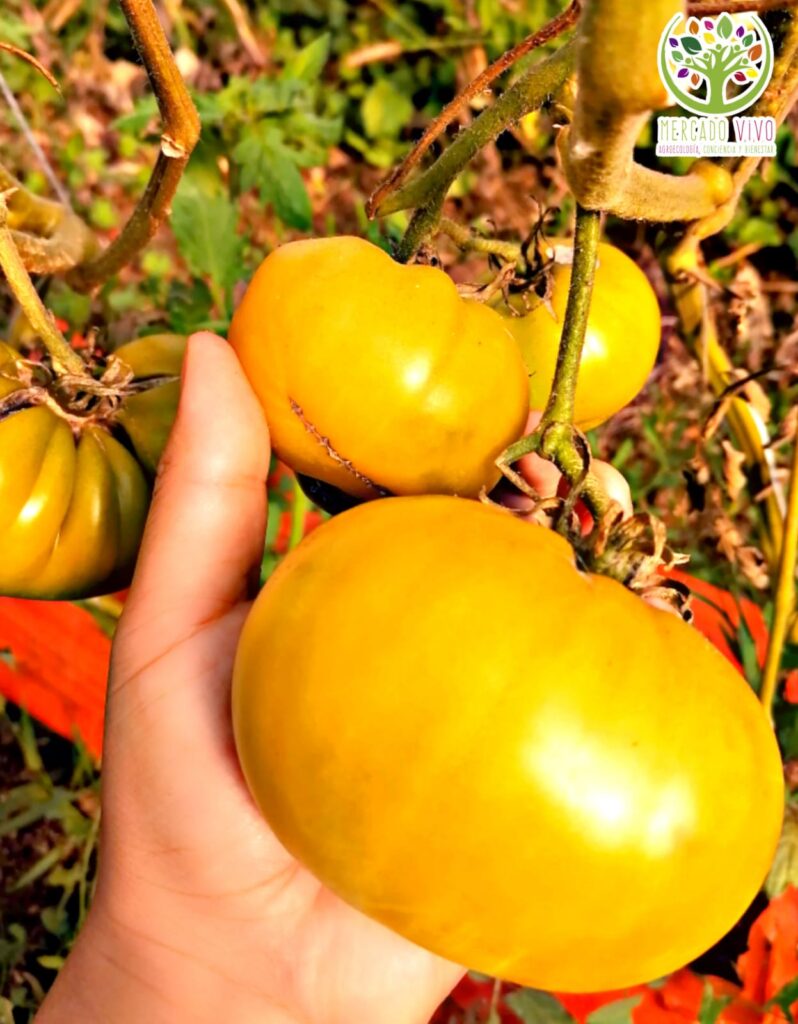 Tomate Limachino Amarillo - Mercado Vivo