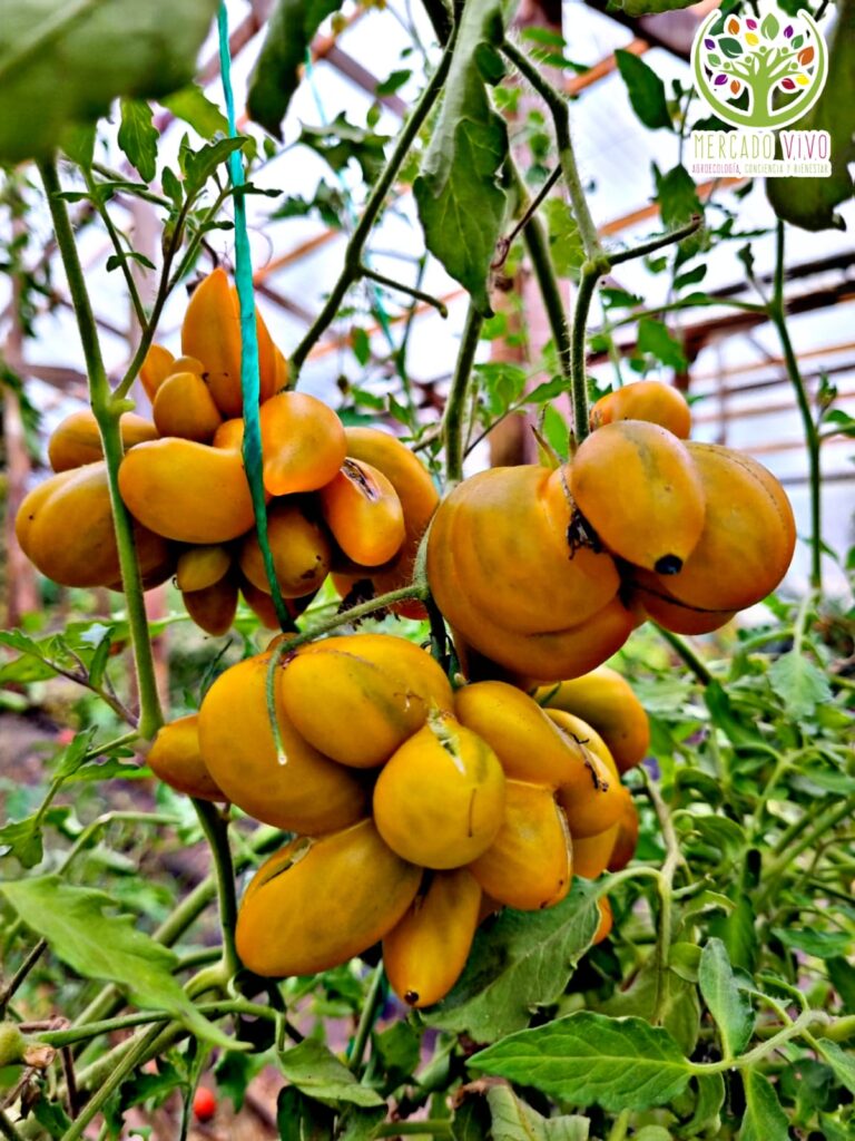 Tomate Phil´s Two - Mercado Vivo