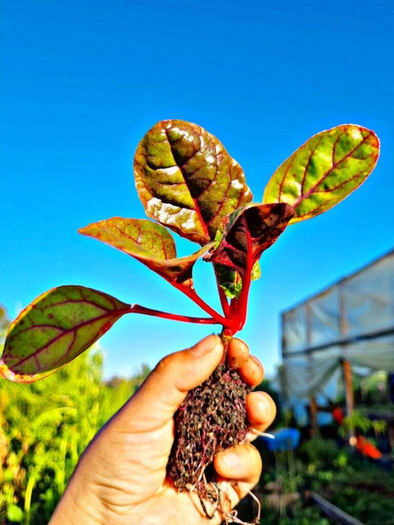 Planta de Acelga tallo rojo - Mercado Vivo