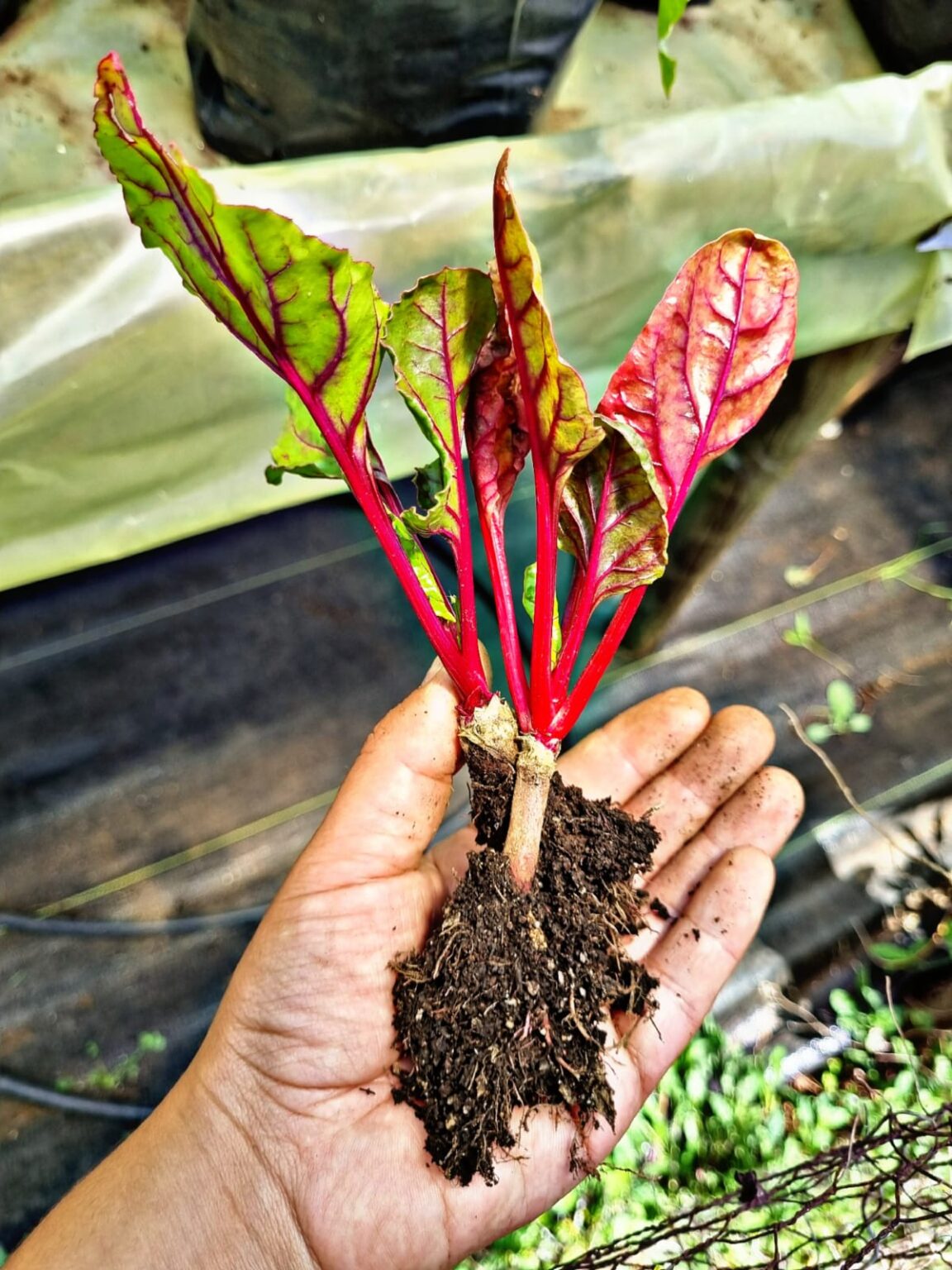 Planta de Acelga tallo rojo - Mercado Vivo