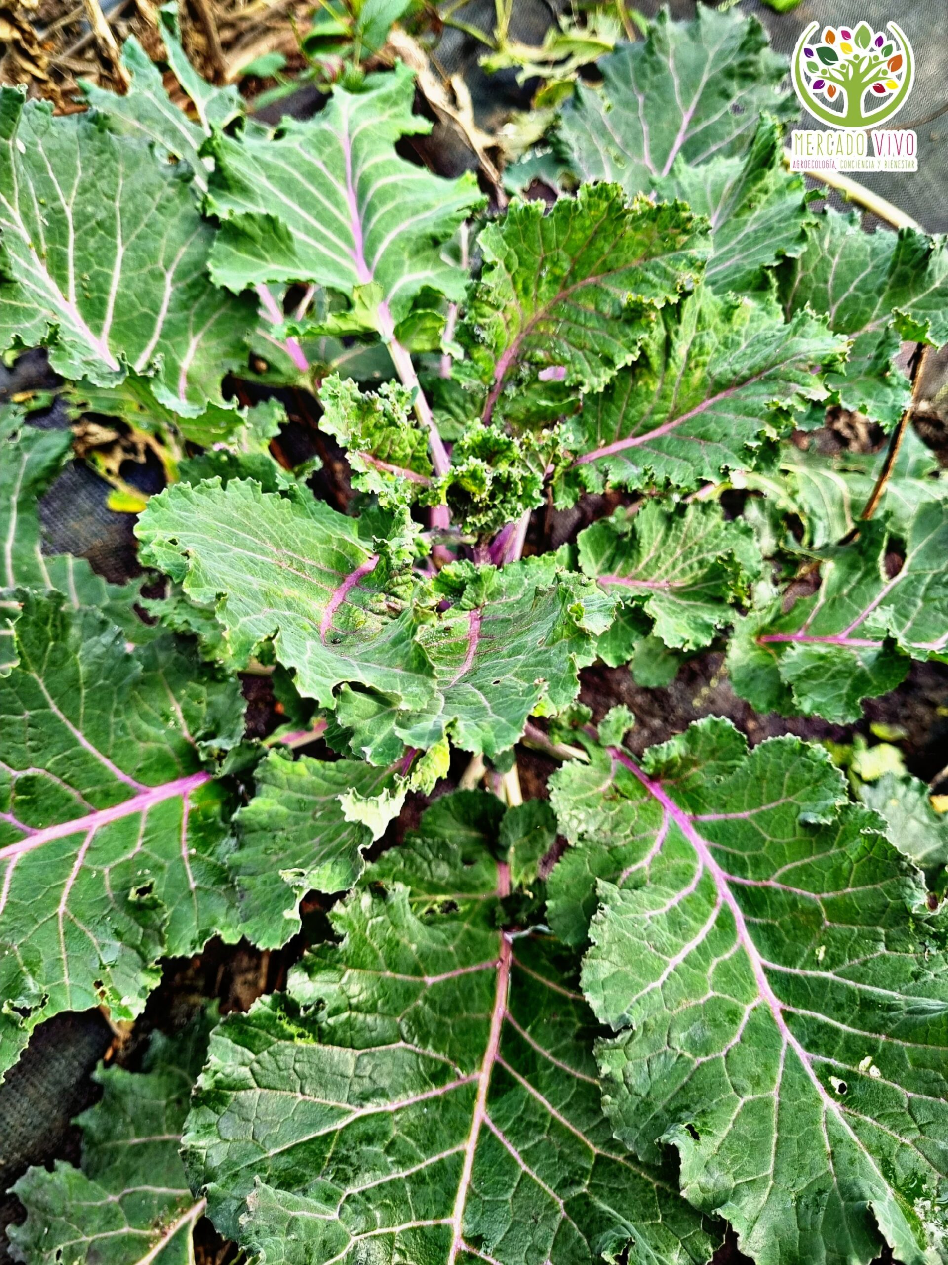 Kale Scarlet FP - Mercado Vivo