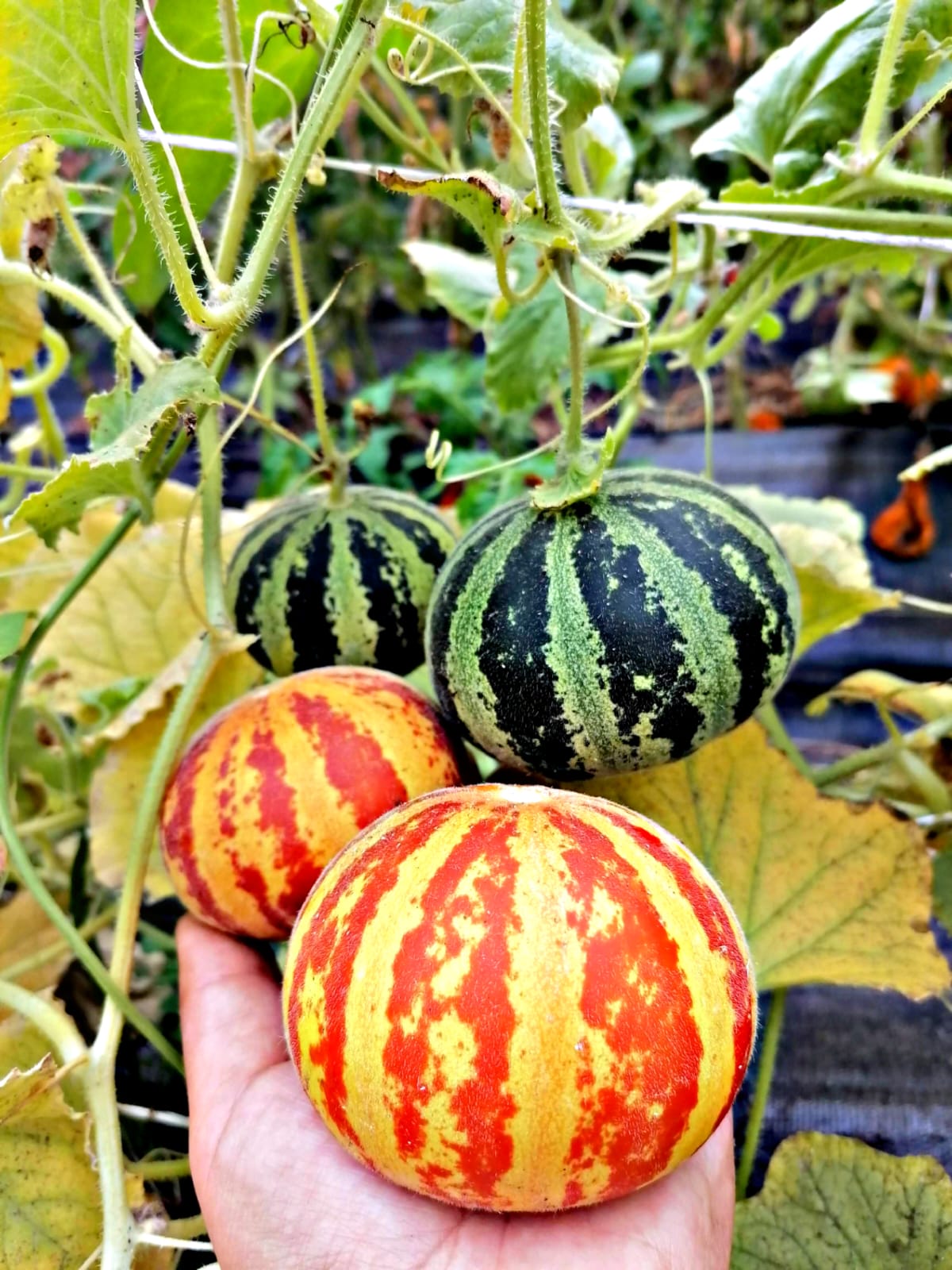 Categoría: Melones - Mercado Vivo