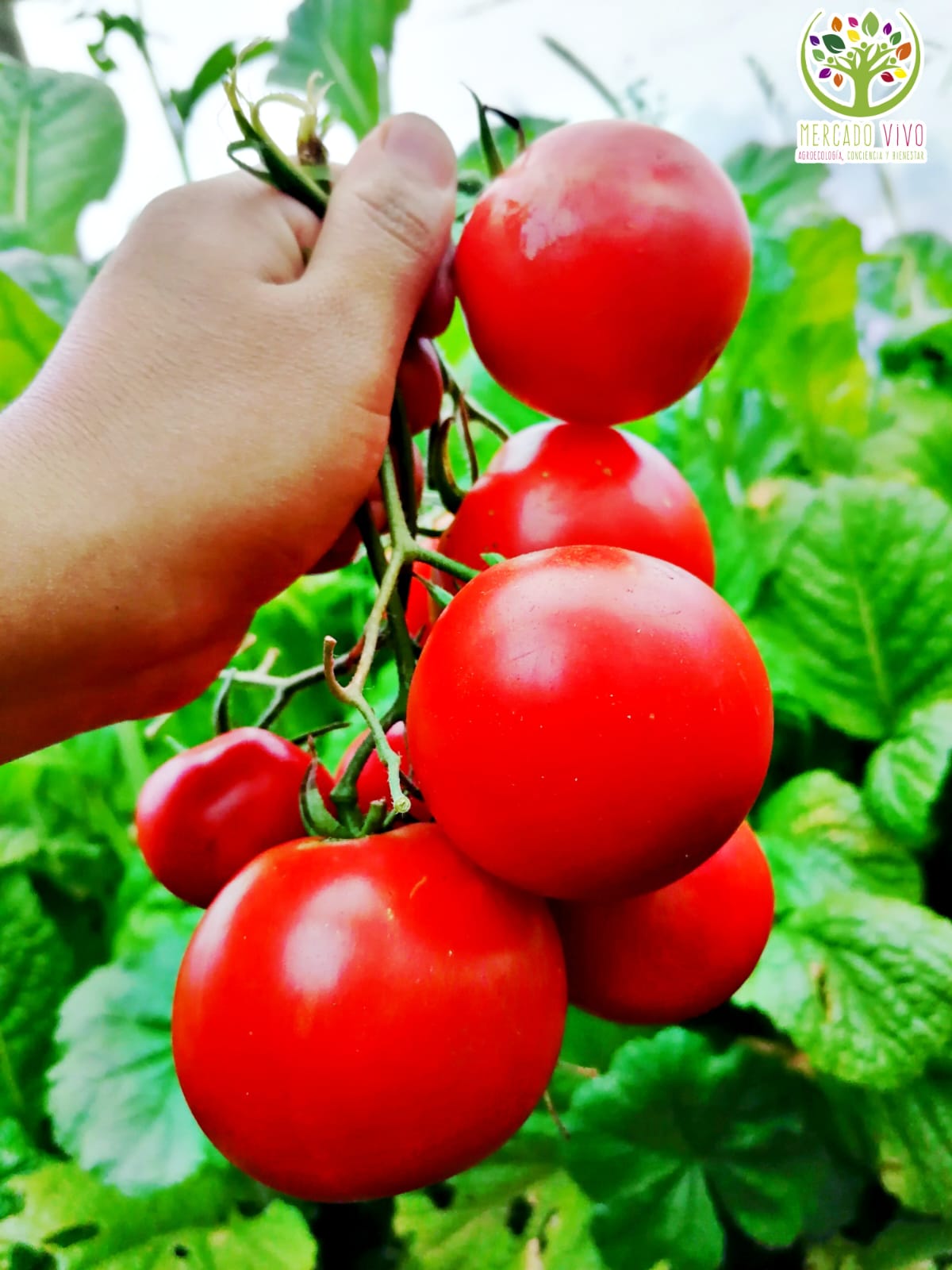 Tomate de Racimo o Tomate en Rama FP - Mercado Vivo