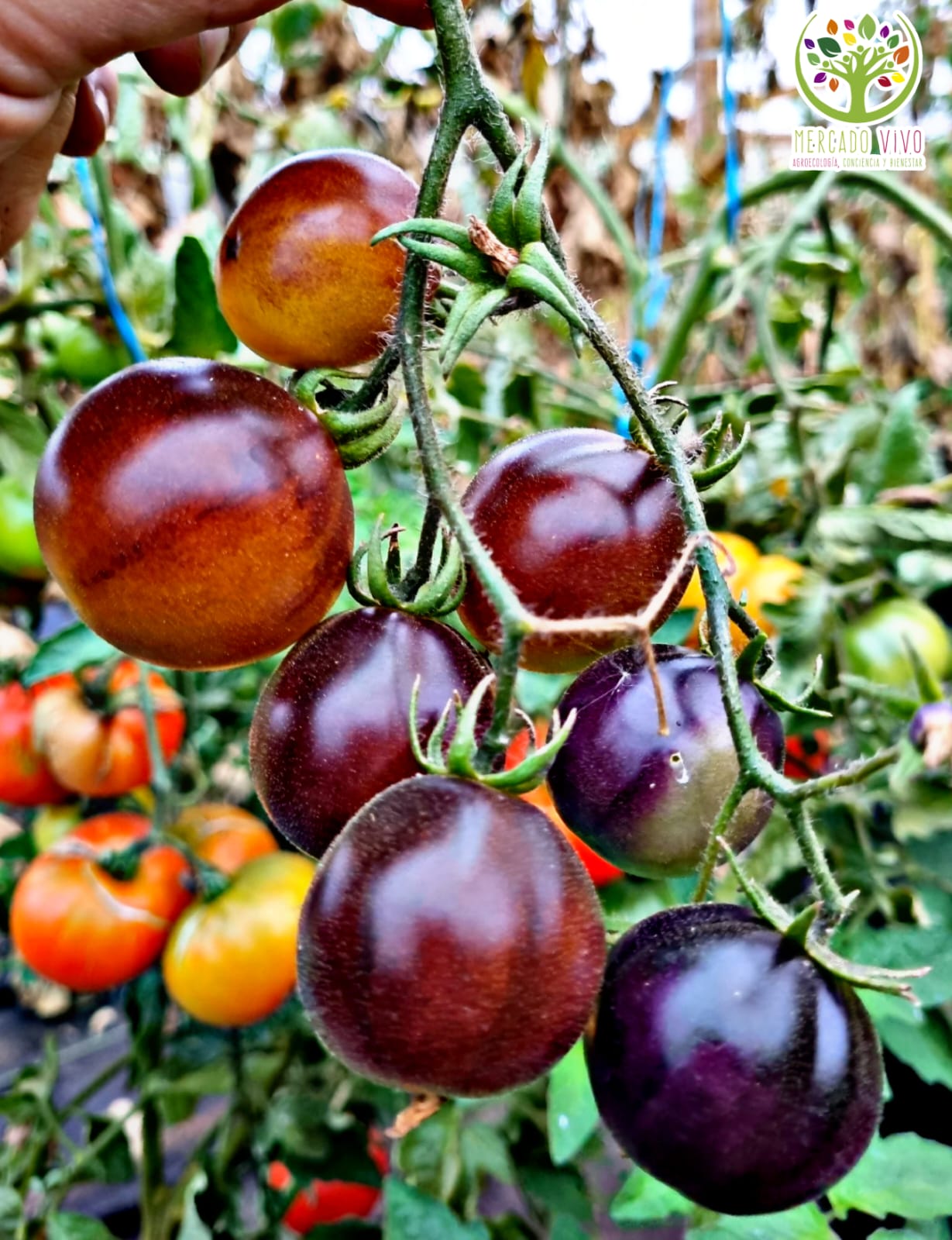 Tomate Painted Pink FP - Mercado Vivo