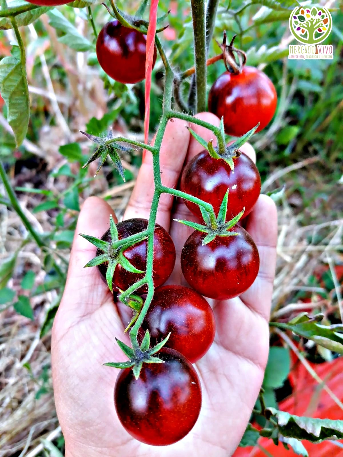 Tomate Painted Pink FP - Mercado Vivo
