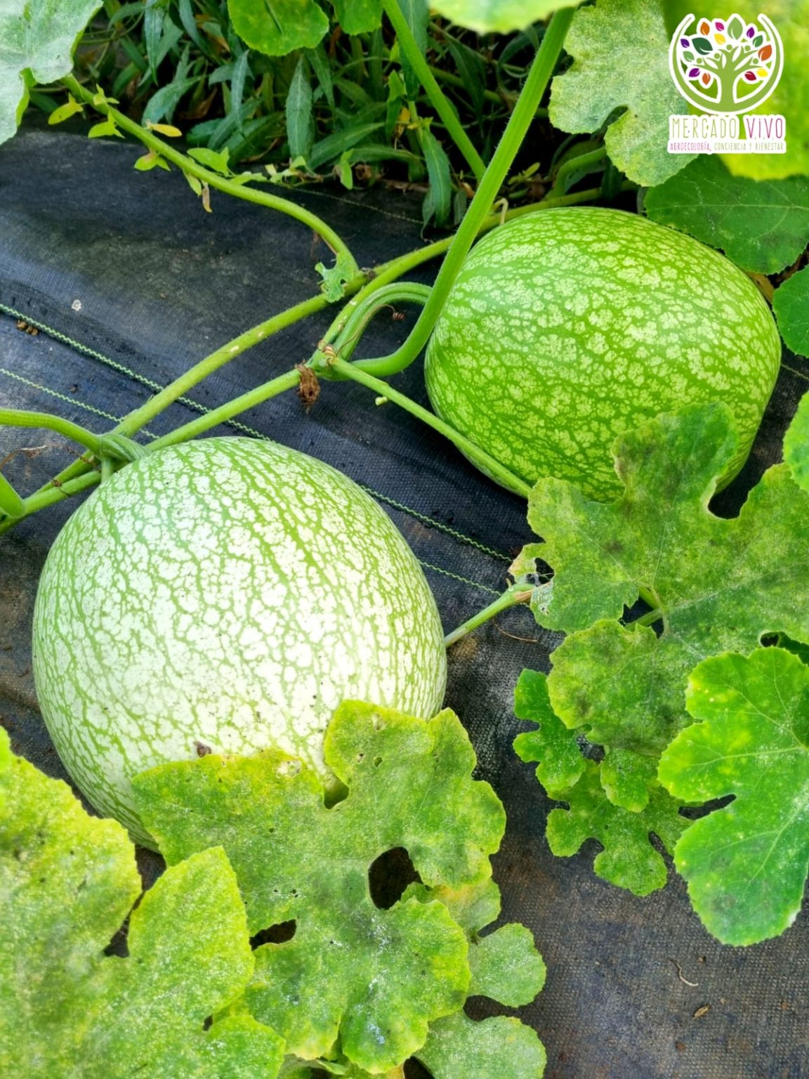Alcayota - Mercado Vivo